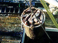 Brailer Bags - NOMAR